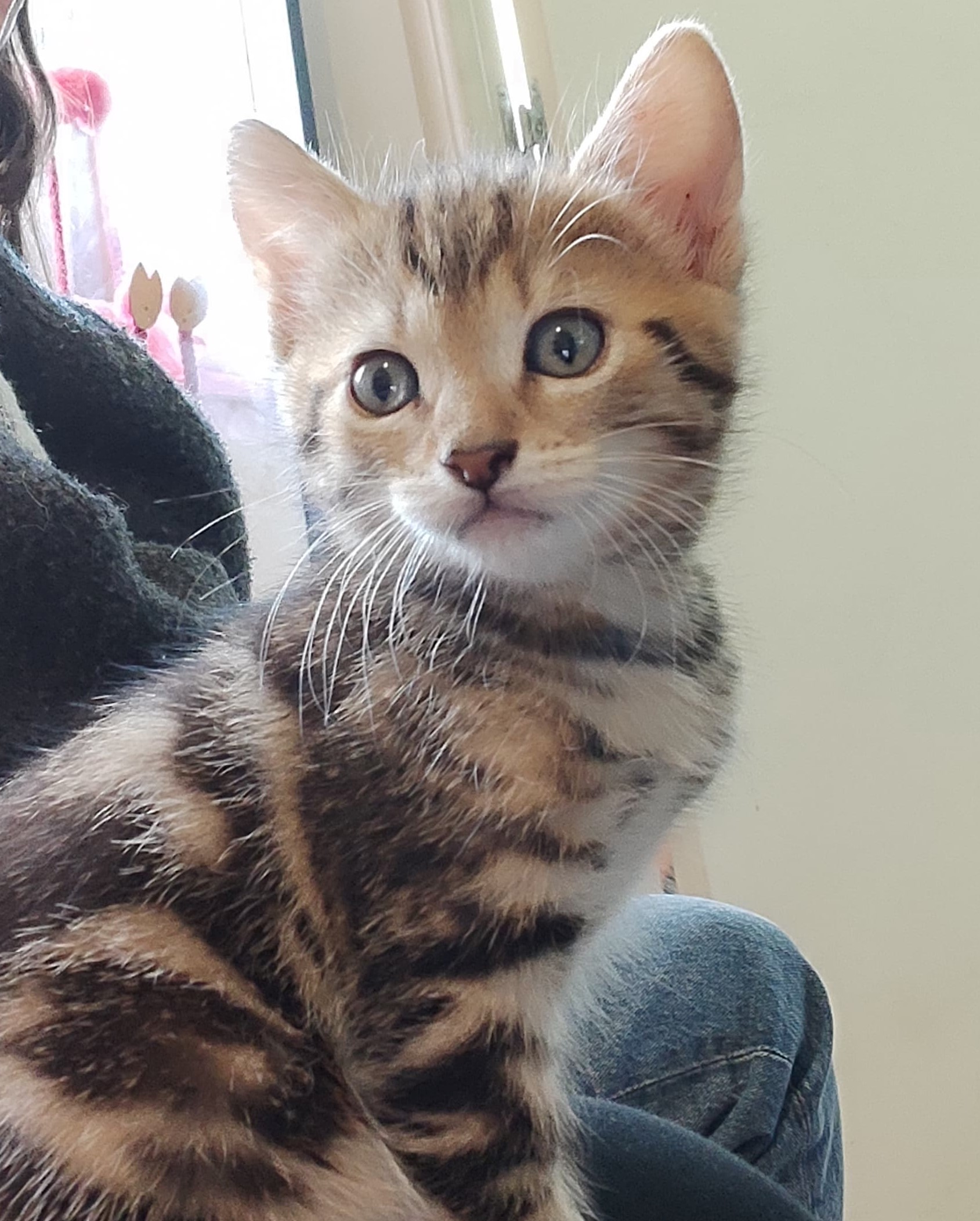 Définition et fonctions de l'émotion - Marion Peltier